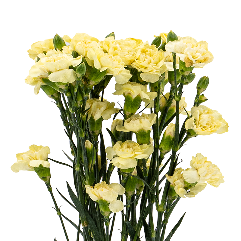 Carnation Spray| Fresh Flowers | Ji Mei Flower