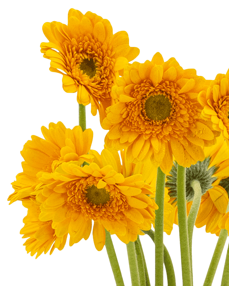 Shop Fresh Flowers Online Singapore | Ji Mei Flower