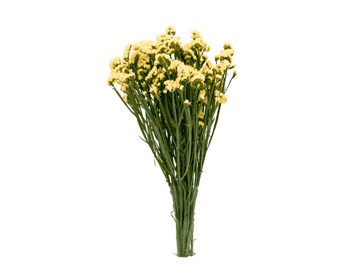 Fresh Cut Statice Flowers | Buy Phoenix Gold Flower Online
