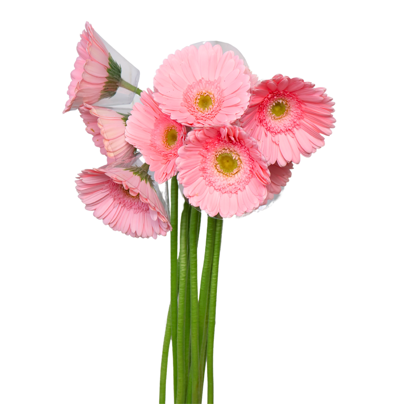 Gerbera | Fresh Flowers | Ji Mei Flower