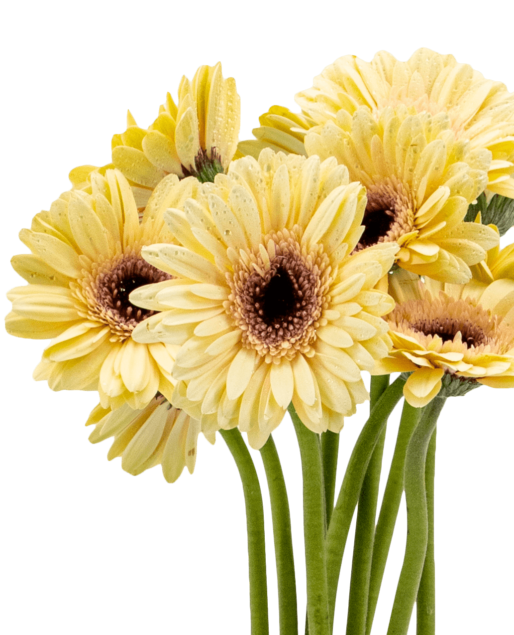 Gerbera | Fresh Flowers | Ji Mei Flower