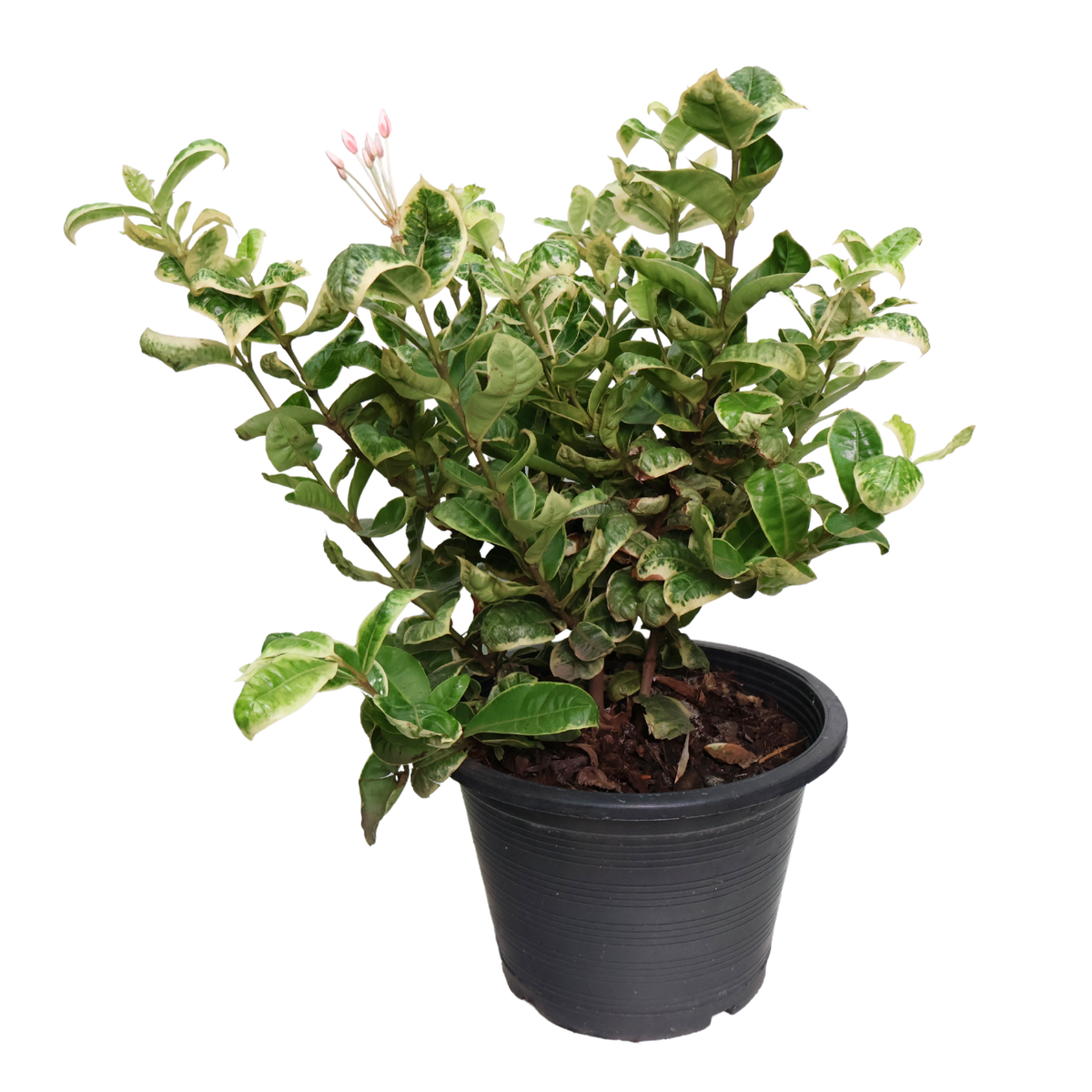 Ixora No.4 Variegated | JM Flower