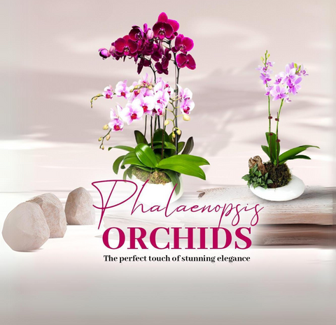 Order Flowers Online Singapore | Ji Mei Flower – JM Flower