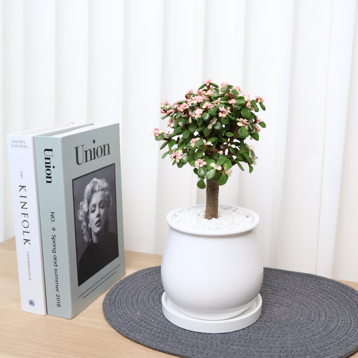 Jade Plant in Ceramic Pot - Plant Arrangement