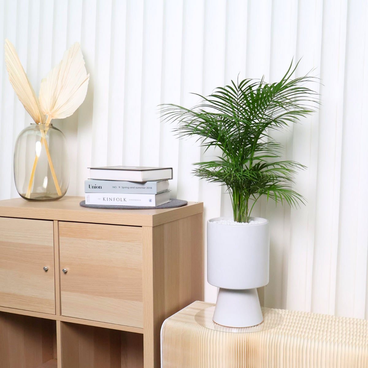 Java Palm 180 in Ceramic Pot - Plant Arrangement | JM Floral