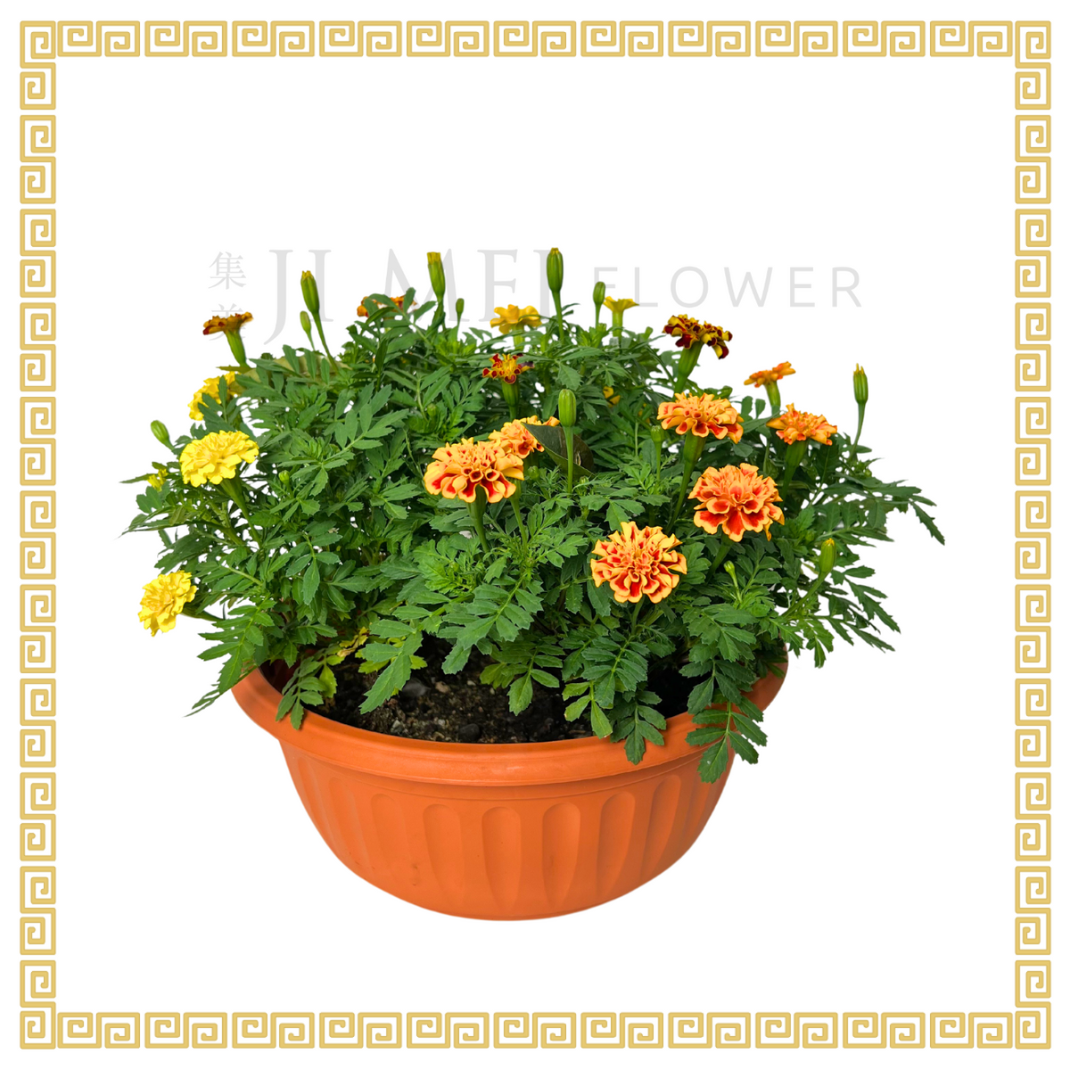 Marigold 205 Pot – JM Flower