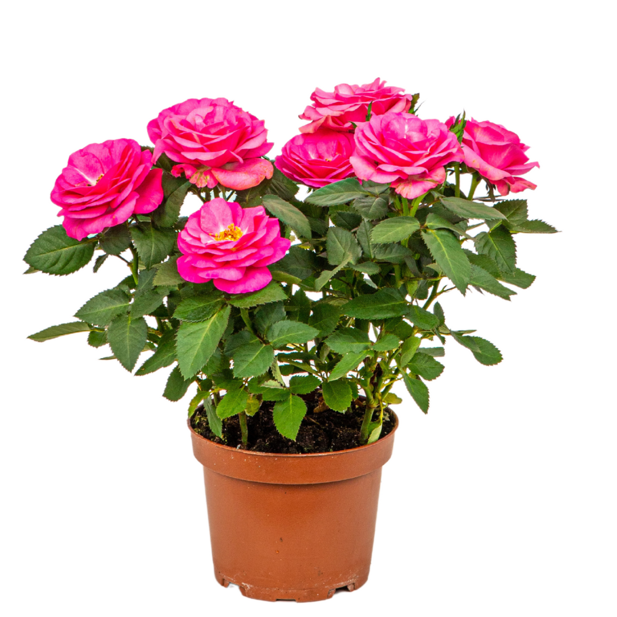 Rose Plant | JM Flower