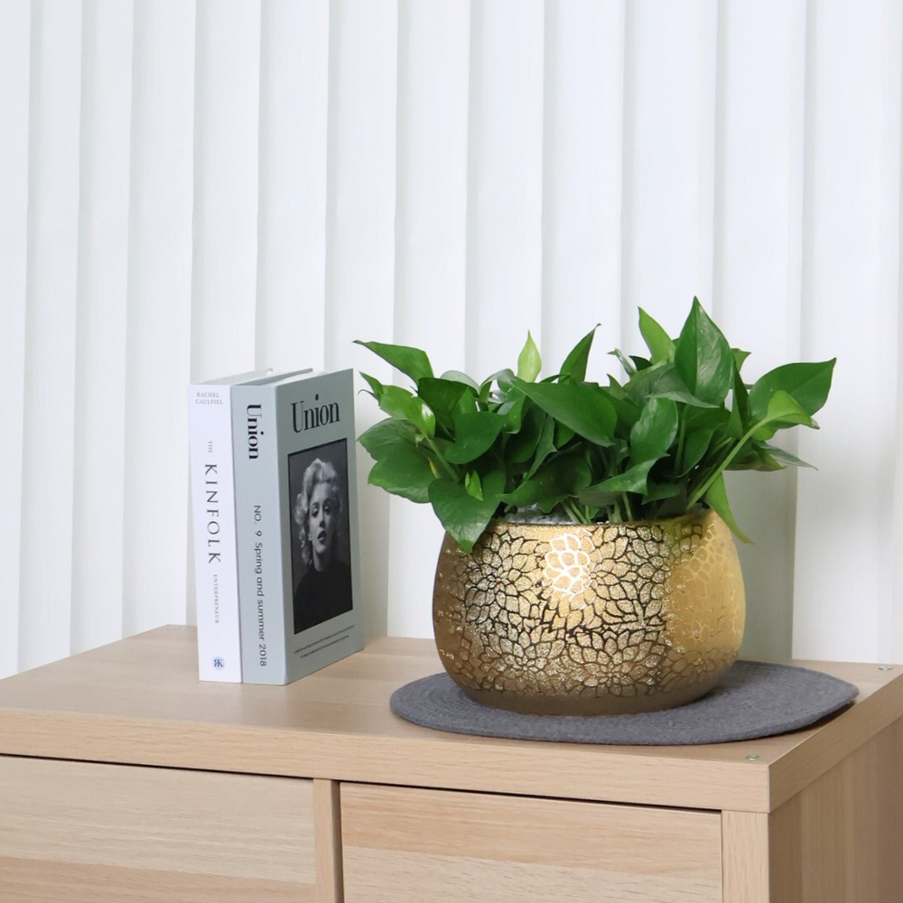 Money Plant Indoor | Fortune Plants & Money Trees | JM Flower