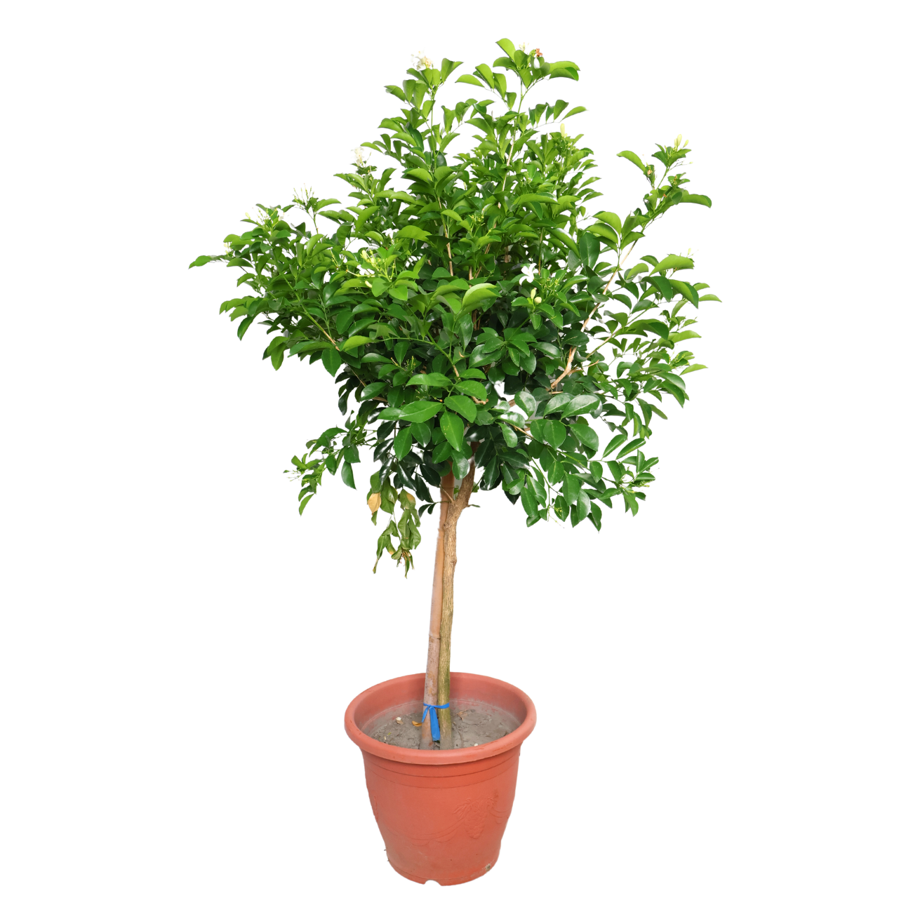 Best Indoor Plants Singapore | Low Light & Large Plants | JM – JM Flower