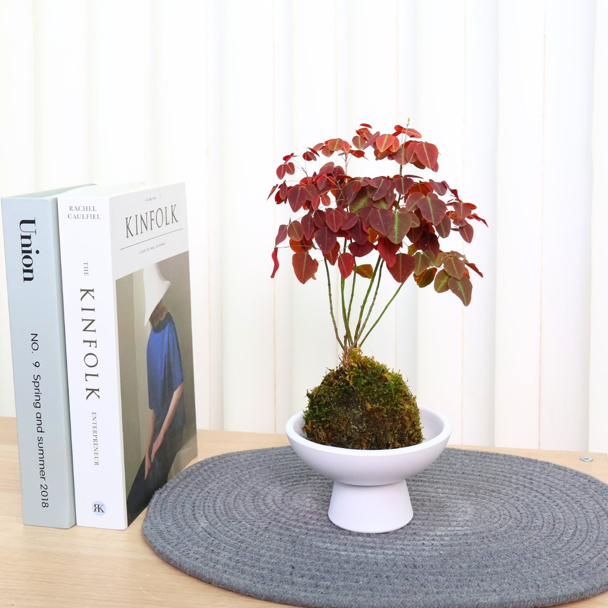 Oxalis Hedysaroides (Fire Fern) in Ceramic Pot - Plant Arrangement | JM ...