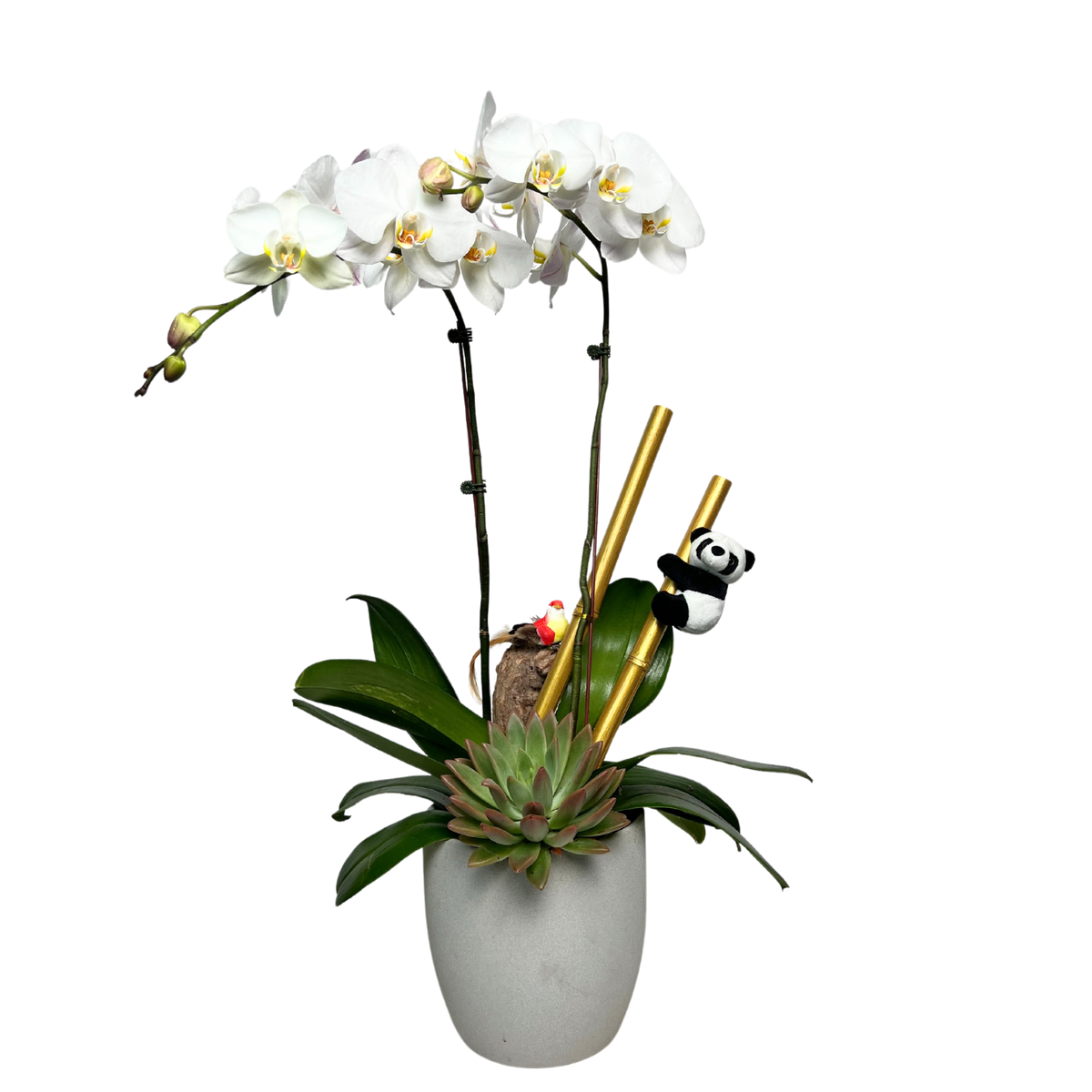 Panda Grove (2 Single Stem) - Orchid Phalaenopsis