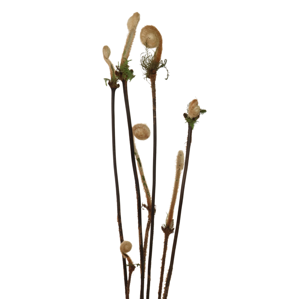 Taiwan Wild Flower (Fiddlehead) | JM Flower