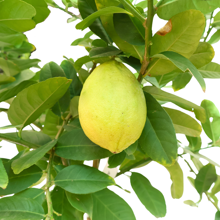 Purchase Plants Online Singapore | Ji Mei Flower – JM Flower