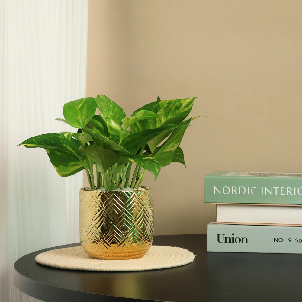 Money Plant Indoor | Fortune Plants & Money Trees | JM Flower