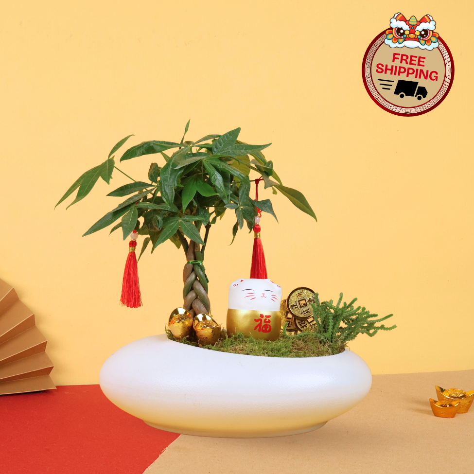 Prosperity Heights (Pachira Tree 金钱树) - CNY Plant