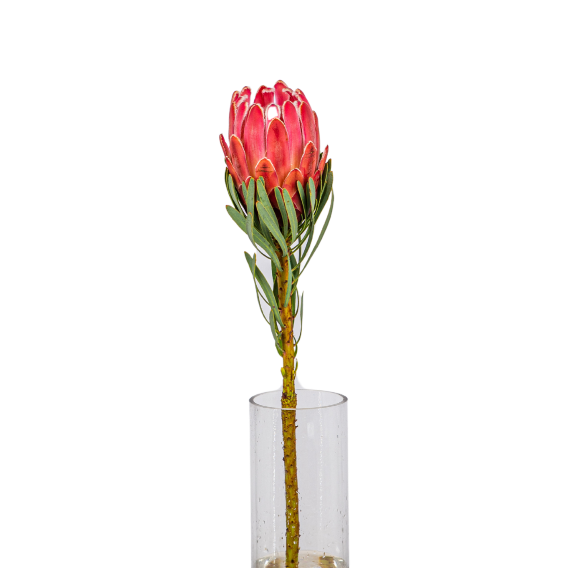 Protea Venus (South Africa) | Fresh Flowers | Ji Mei Flower