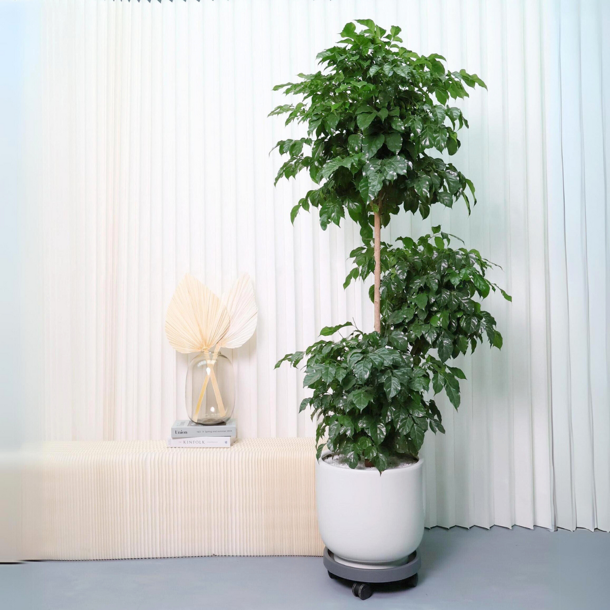 Radermachera 3 layer in Ceramic Pot - Plant Arrangement | JM Floral