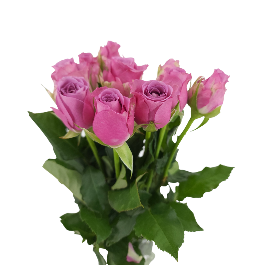 Fresh Cut Roses for Sale | Variety of Rose Flowers Available