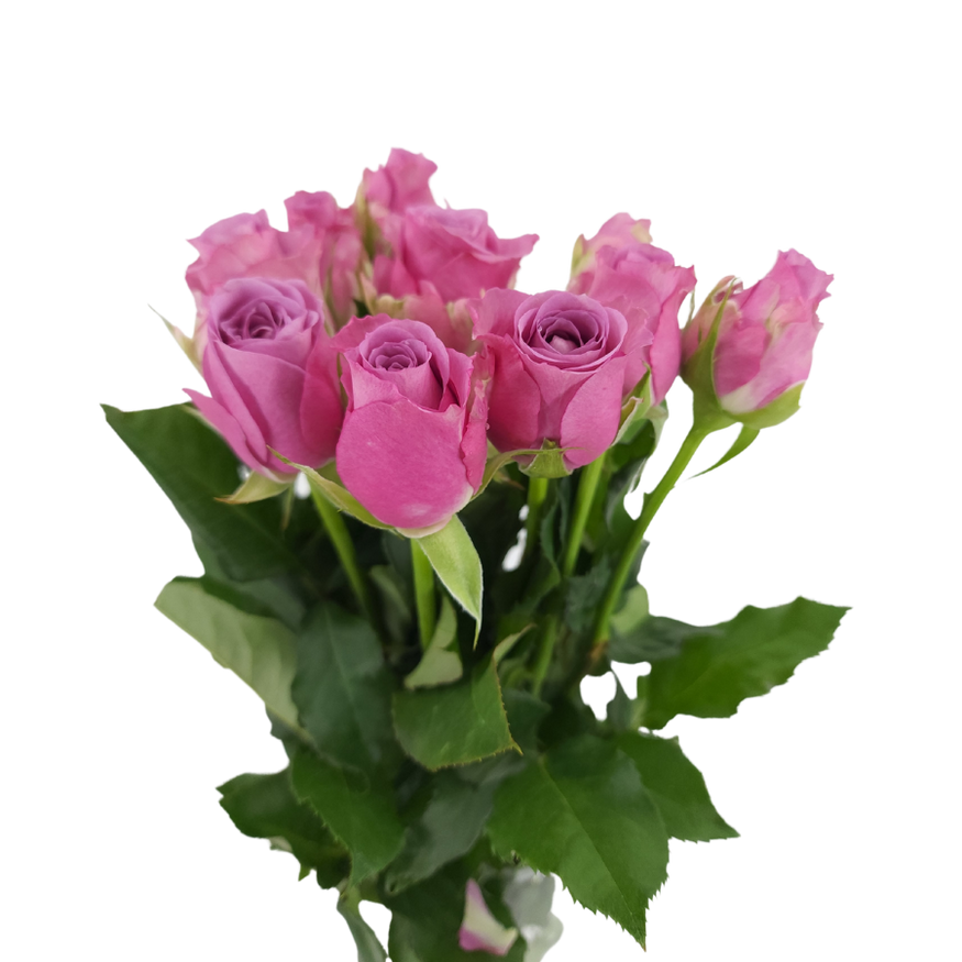 Fresh Cut Roses for Sale | Variety of Rose Flowers Available