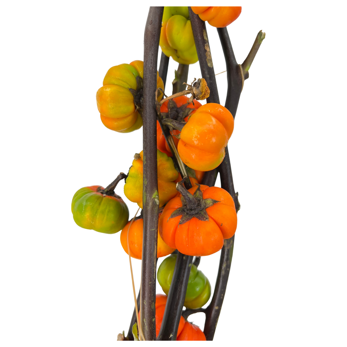Solanum (China) | Fresh Flowers | Ji Mei Flower