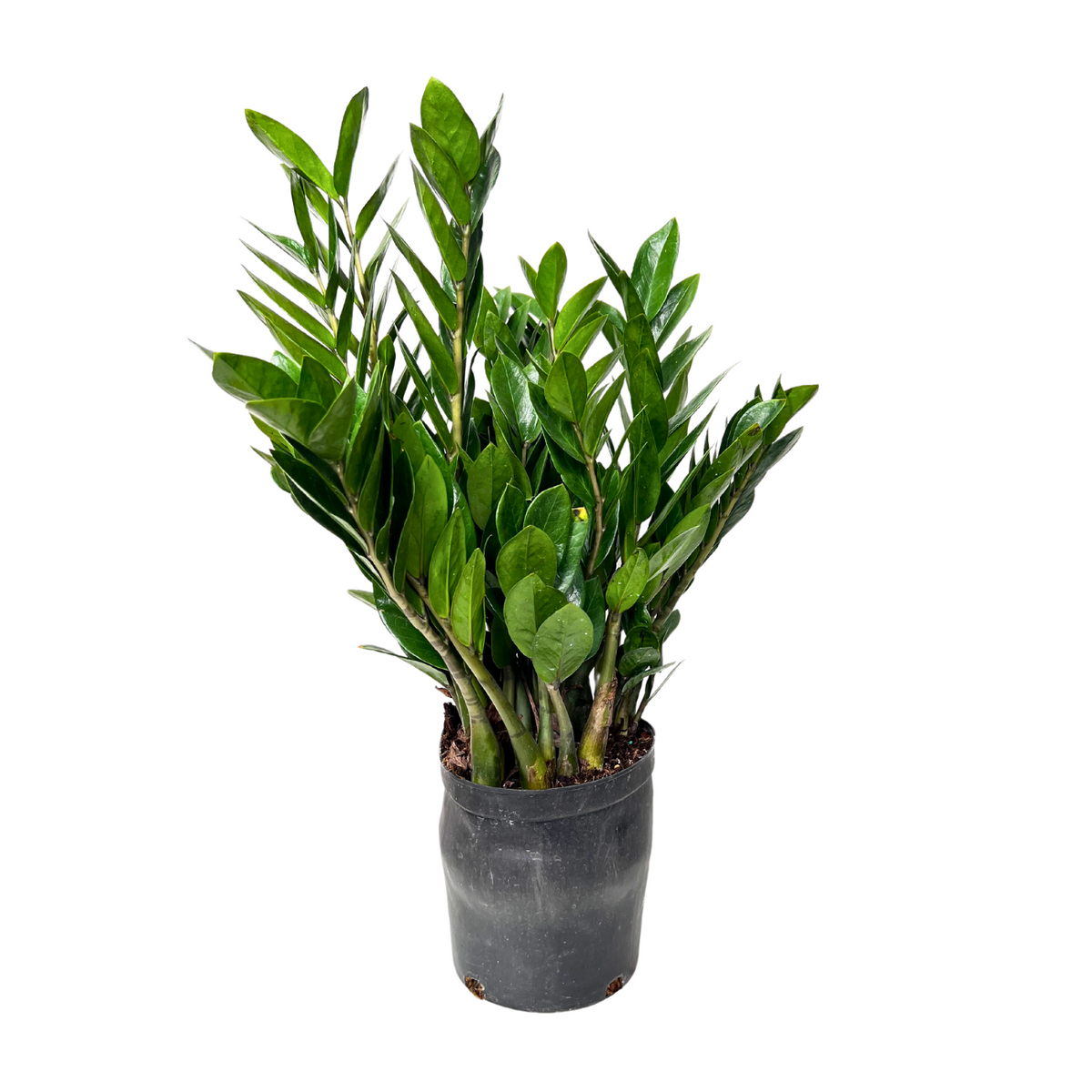 Zamioculcas Zamiifolia (ZZ Plant 金钱树) Money Plant