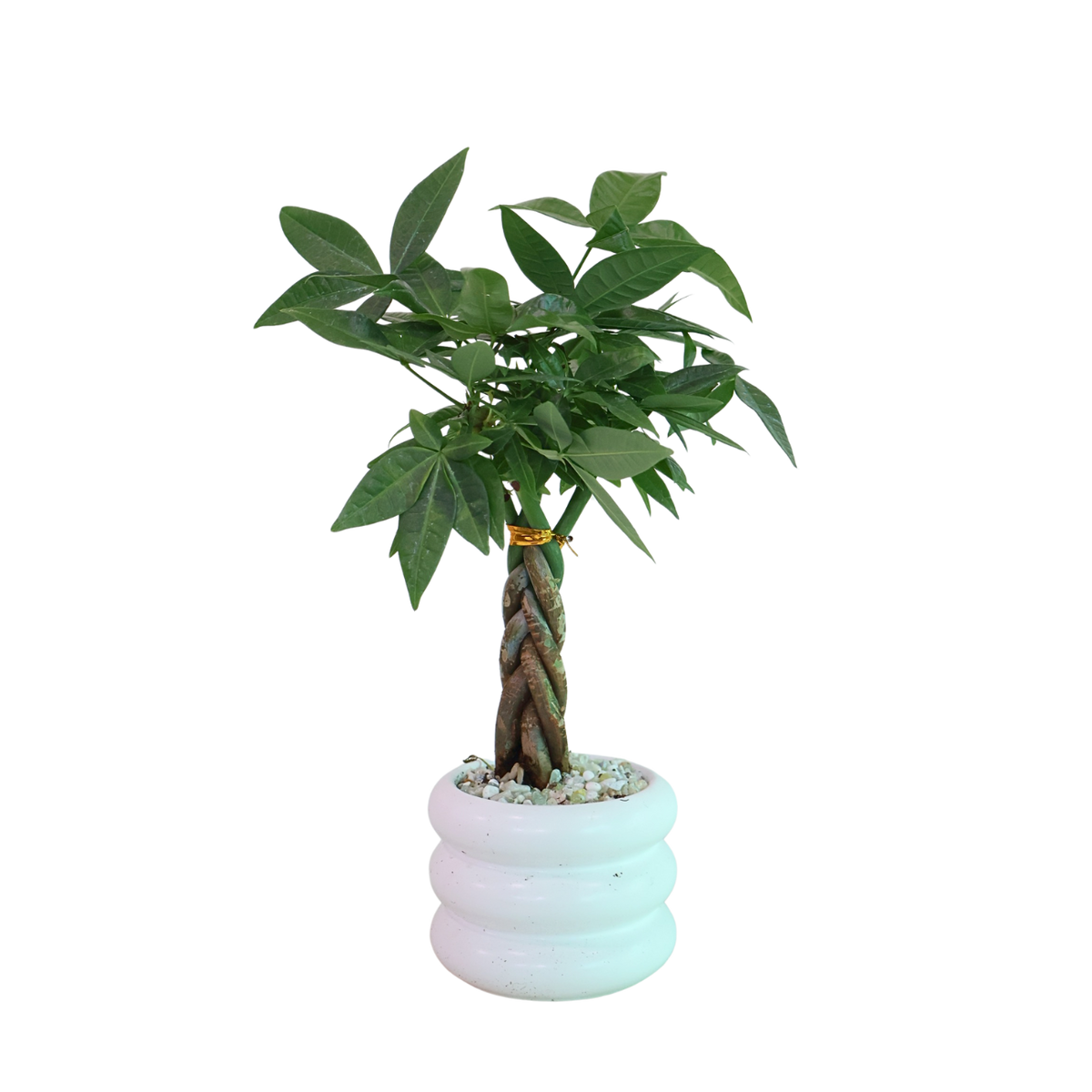 Pachira Twisted in Ceramic Pot (Money Tree 发财树)| JM Flower