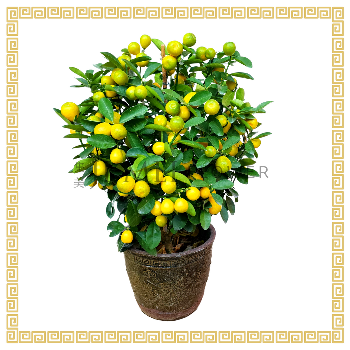 Buy CNY Orange Plants for Prosperity | Orange Trees for Chinese New Year