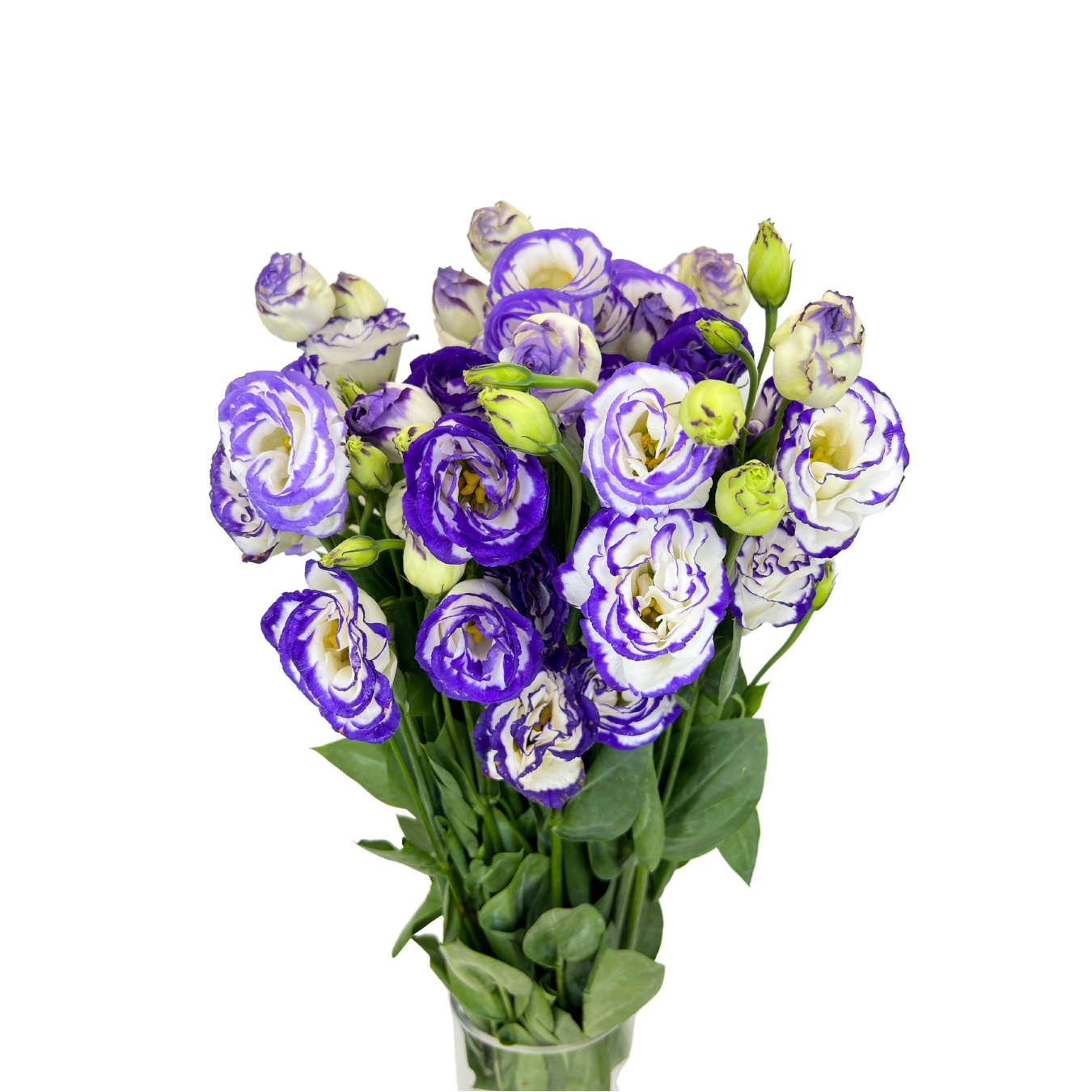 Wholesale Eustoma Flowers for Florists | Bulk Eustoma Delivery