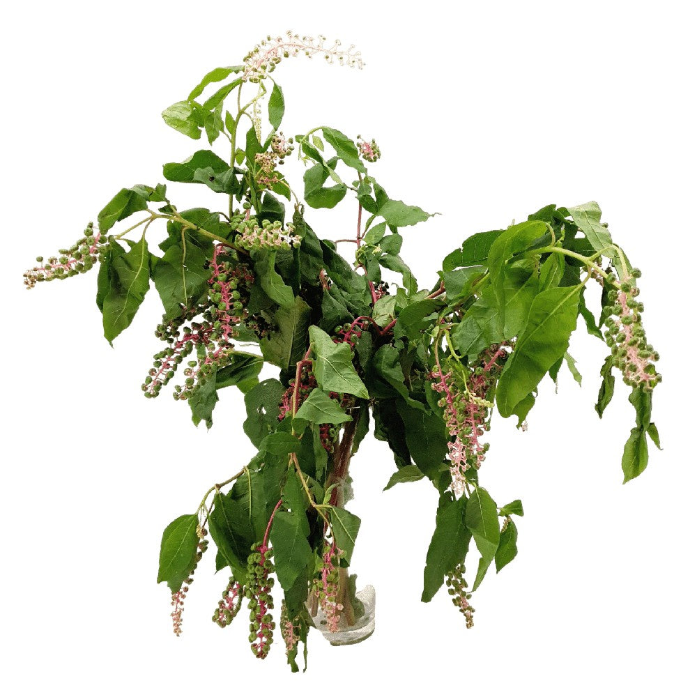 Fitolacca (China) | Fresh Flowers | Ji Mei Flower