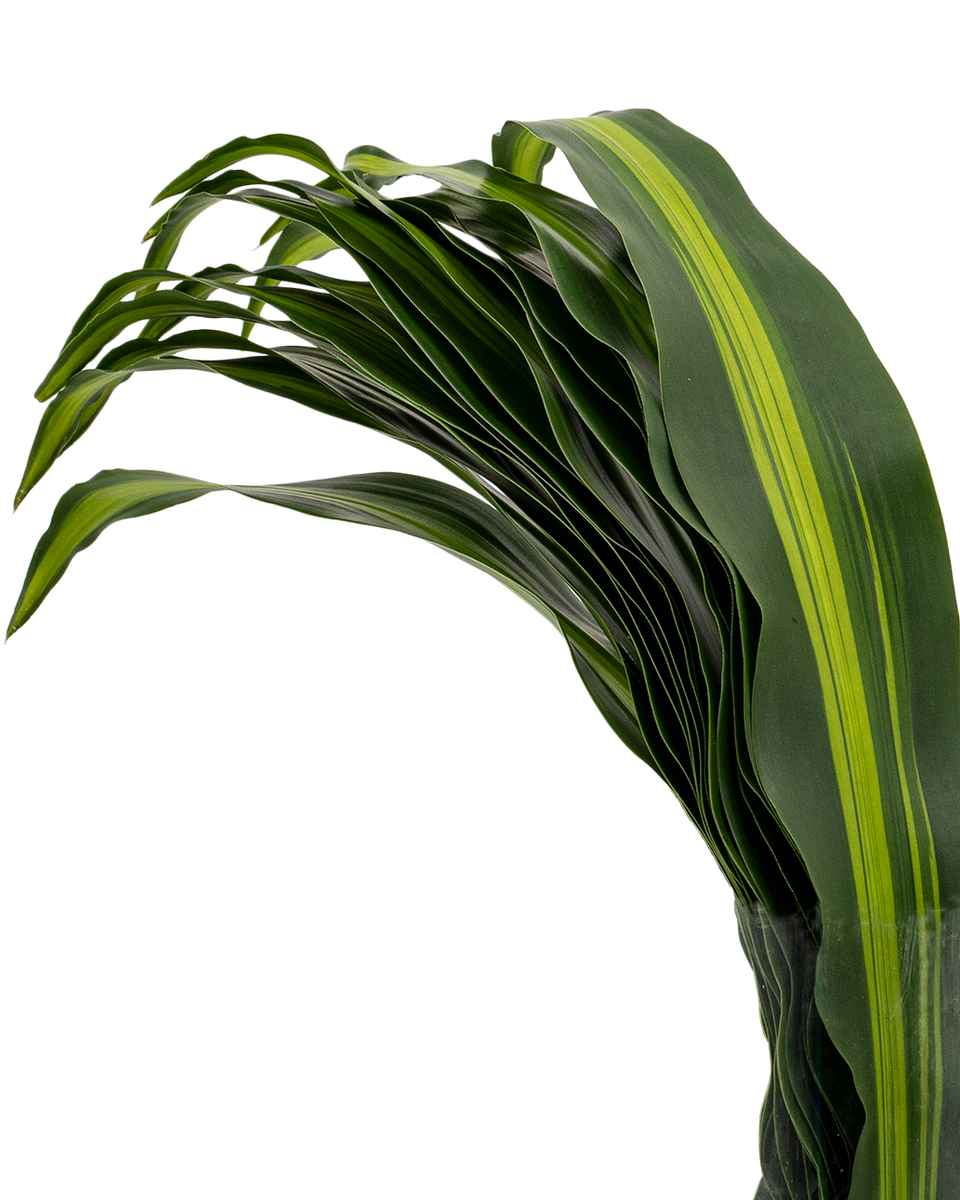 Iron Leaf | Fresh Flowers | Ji Mei Flower