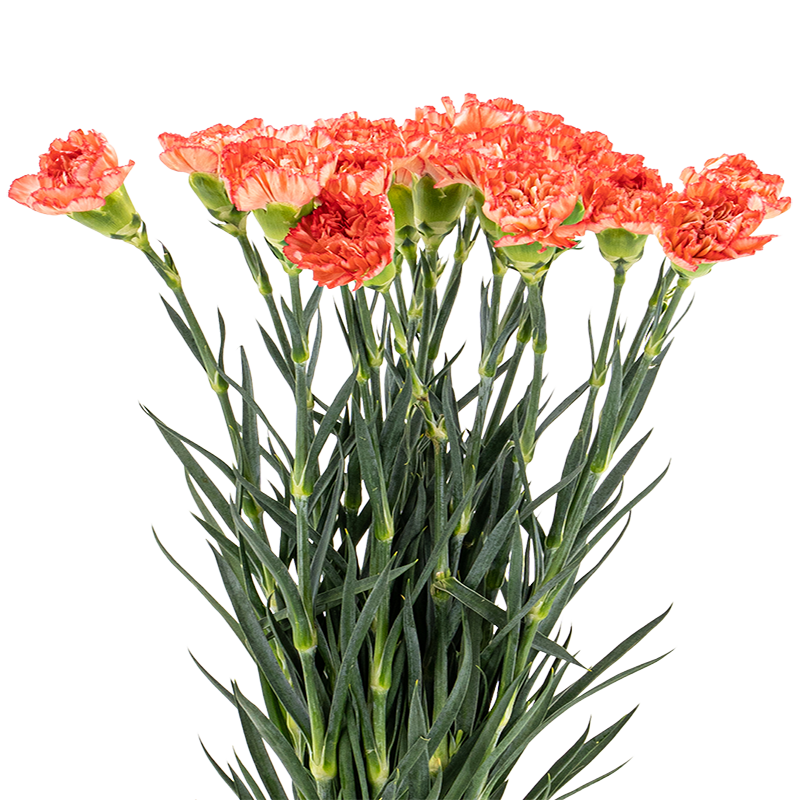 Carnation | Fresh Flowers | Ji Mei Flower