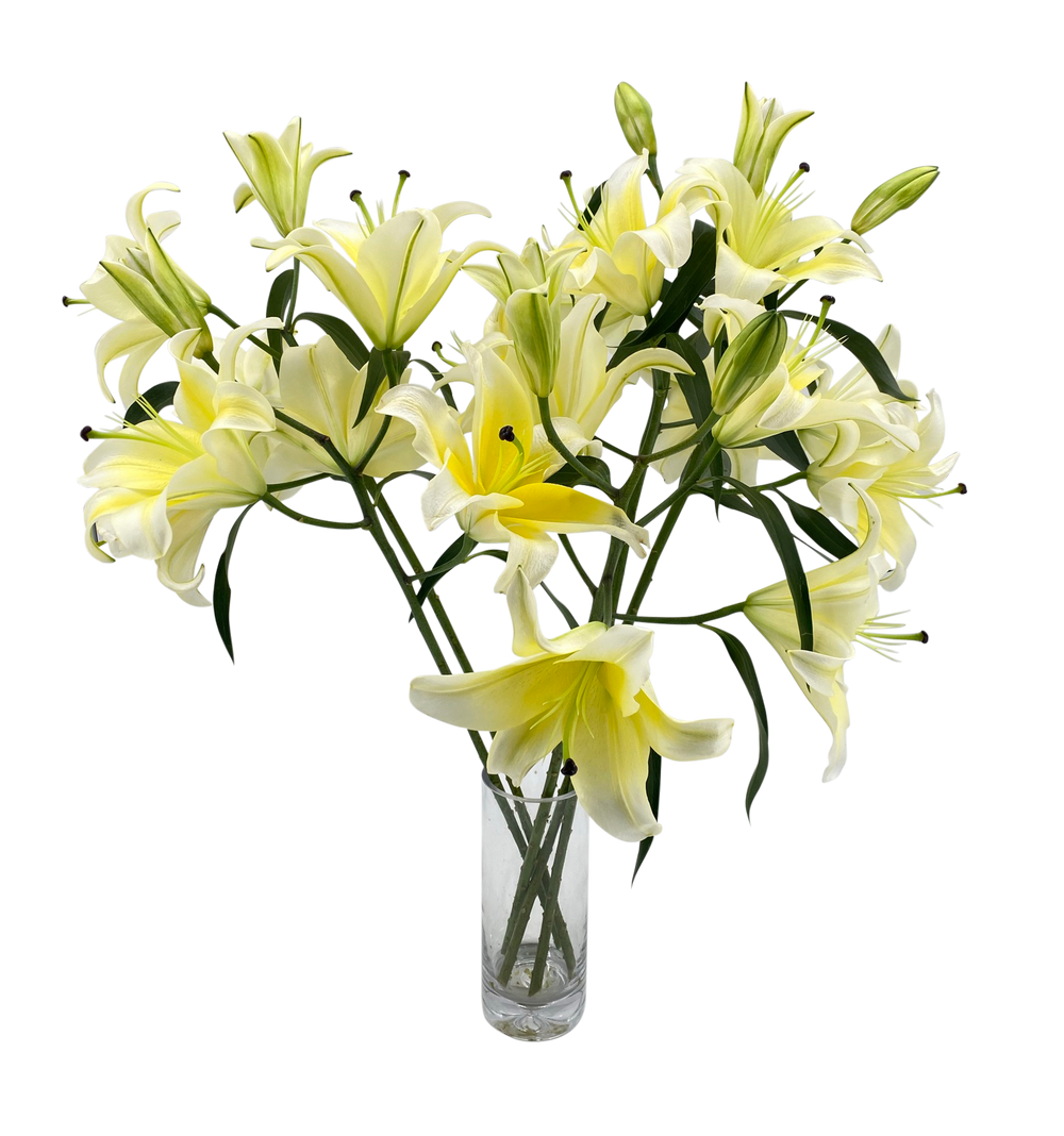 Fresh Cut Lilies for Home and Events | Buy Lilies in Bulk