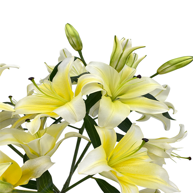 Fresh Cut Lilies for Home and Events | Buy Lilies in Bulk