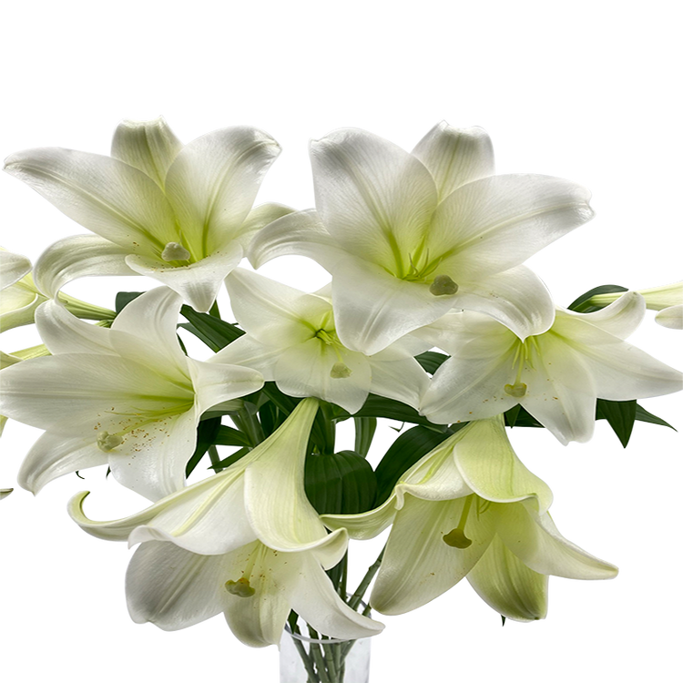 Fresh Cut Lilies for Home and Events | Buy Lilies in Bulk