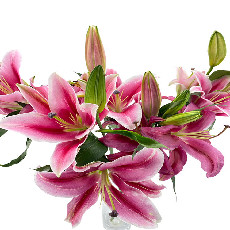 Fresh Cut Lilies for Home and Events | Buy Lilies in Bulk