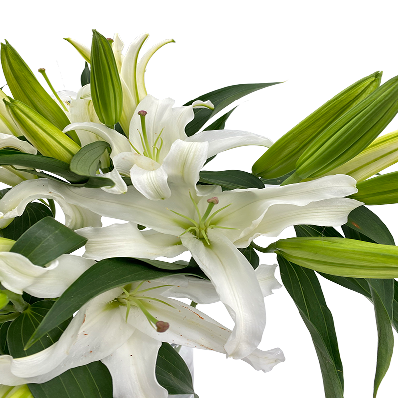 Fresh Cut Lilies for Home and Events | Buy Lilies in Bulk