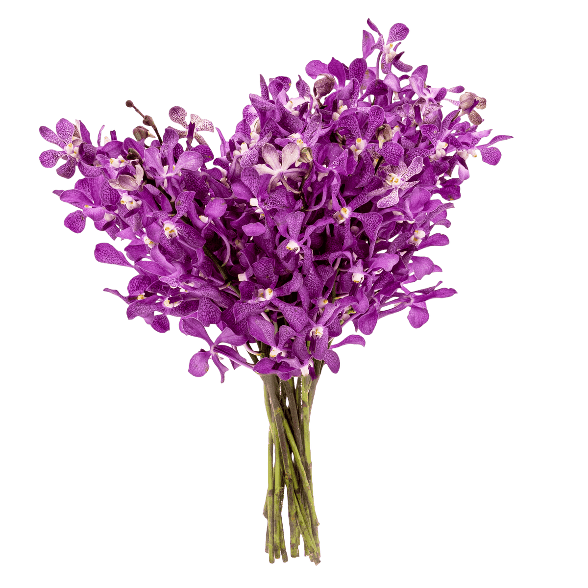 Orchid Mokara - Purple Color | Fresh Flowers | Ji Mei Flower