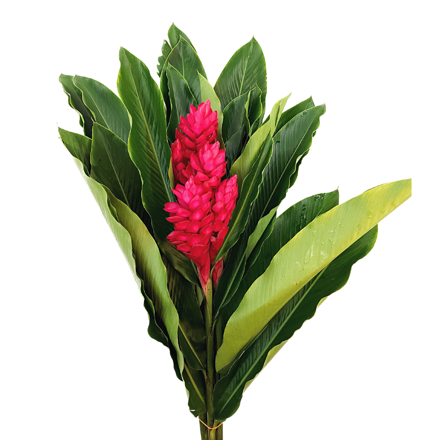Ginger XXL Size | Fresh Flowers | Ji Mei Flower