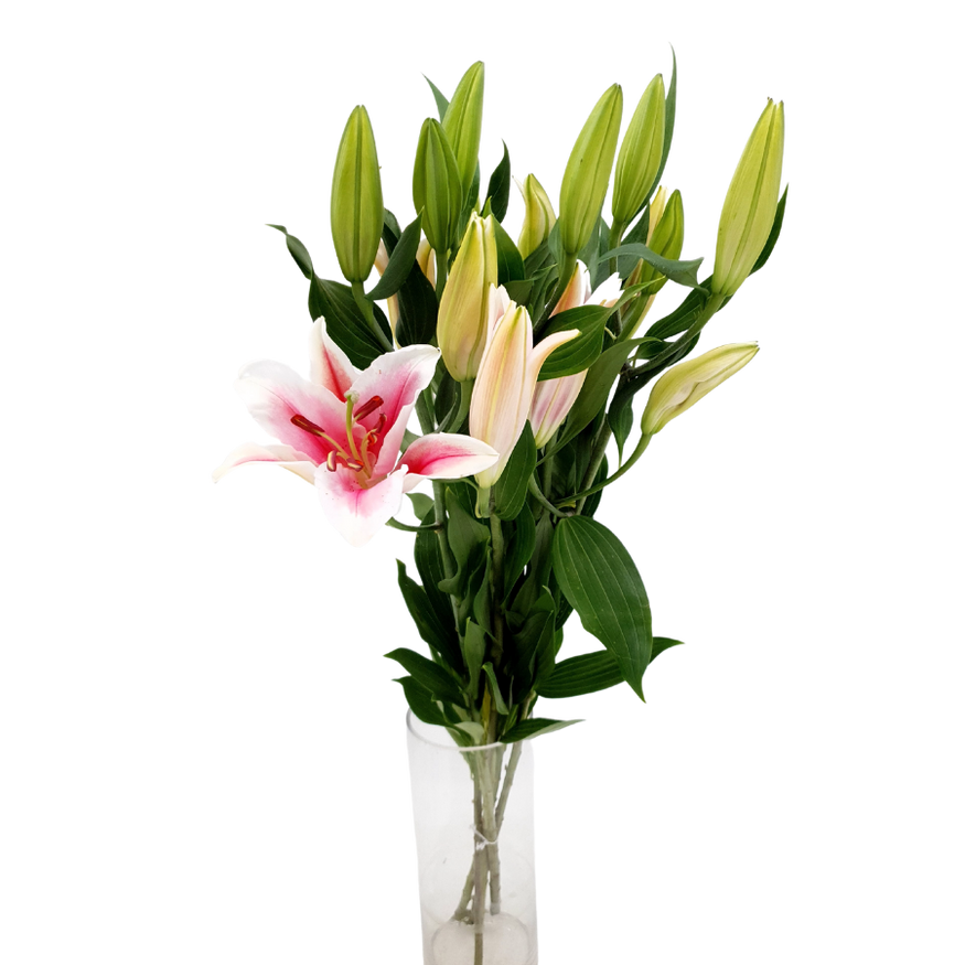 Fresh Cut Lilies for Home and Events | Buy Lilies in Bulk