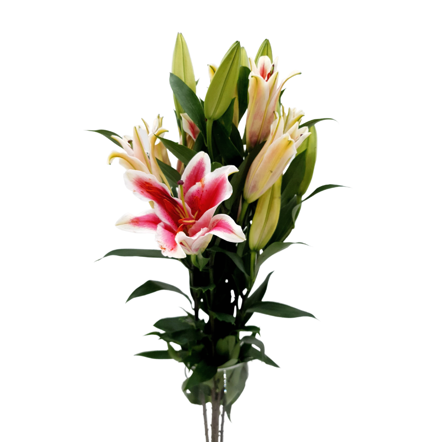 Fresh Cut Lilies for Home and Events | Buy Lilies in Bulk