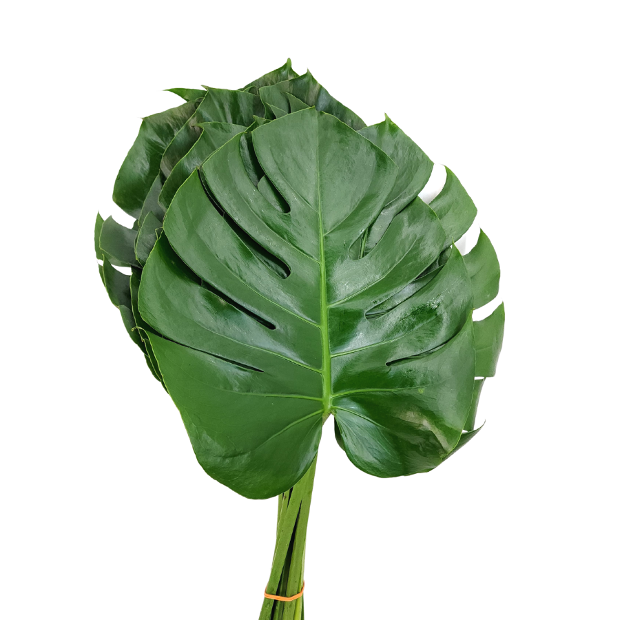 monstera leaf size