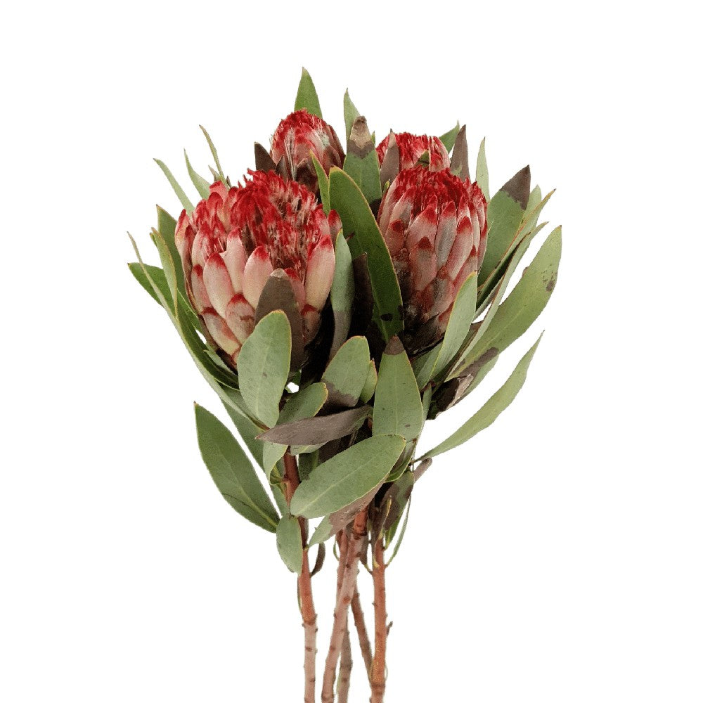 Protea Robyn (South Africa) | Fresh Flowers | Ji Mei Flower
