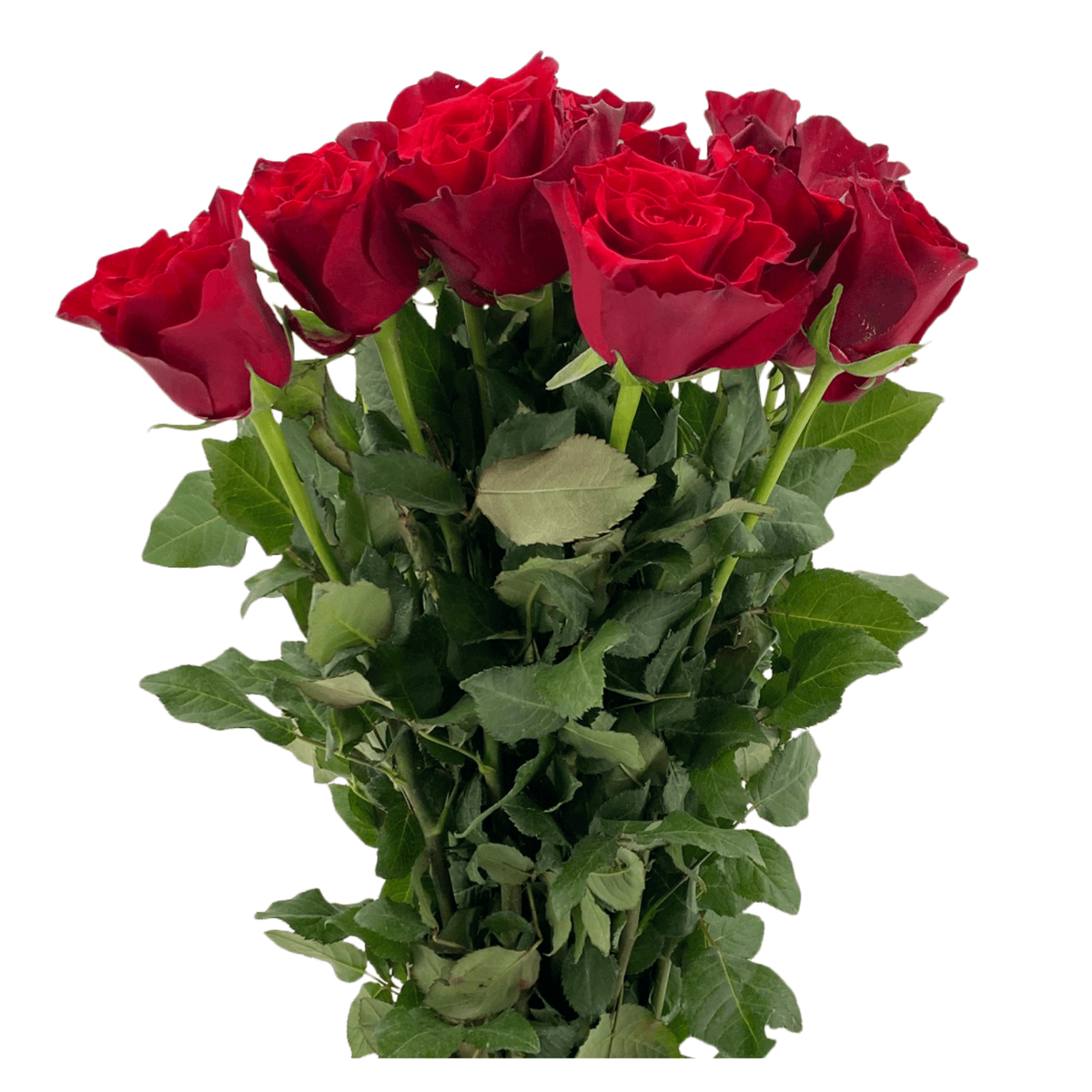 Rose China Red | Fresh Flowers | Ji Mei Flower – JM Flower