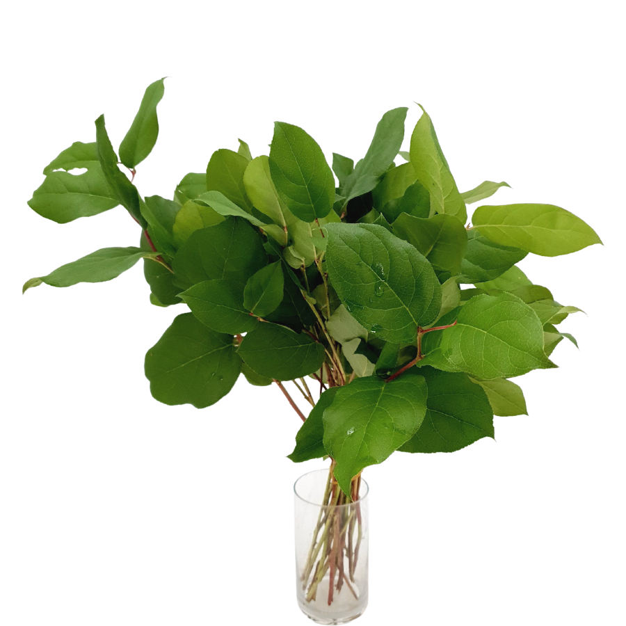 Salal Tips (Holland) | Fresh Flowers | Ji Mei Flower